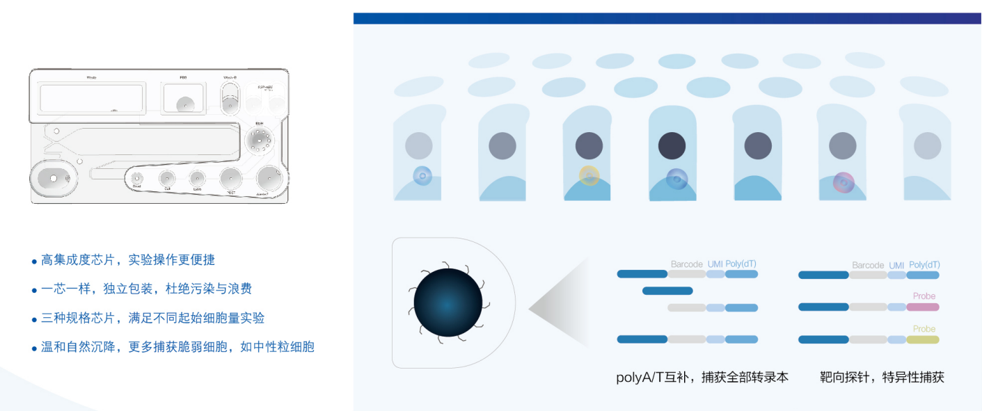 Singleron Matrix®自动化单细胞测序文库构建系统 - 泽汇生物