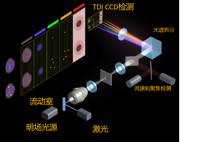 Cytek Amnis® 成像流式 - 泽汇生物
